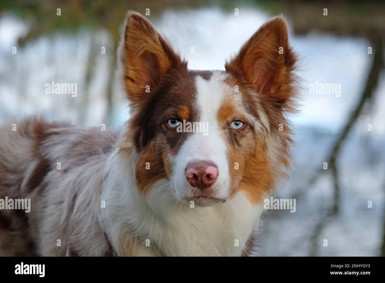Cocker Spaniel Border Collie Mix Blonde