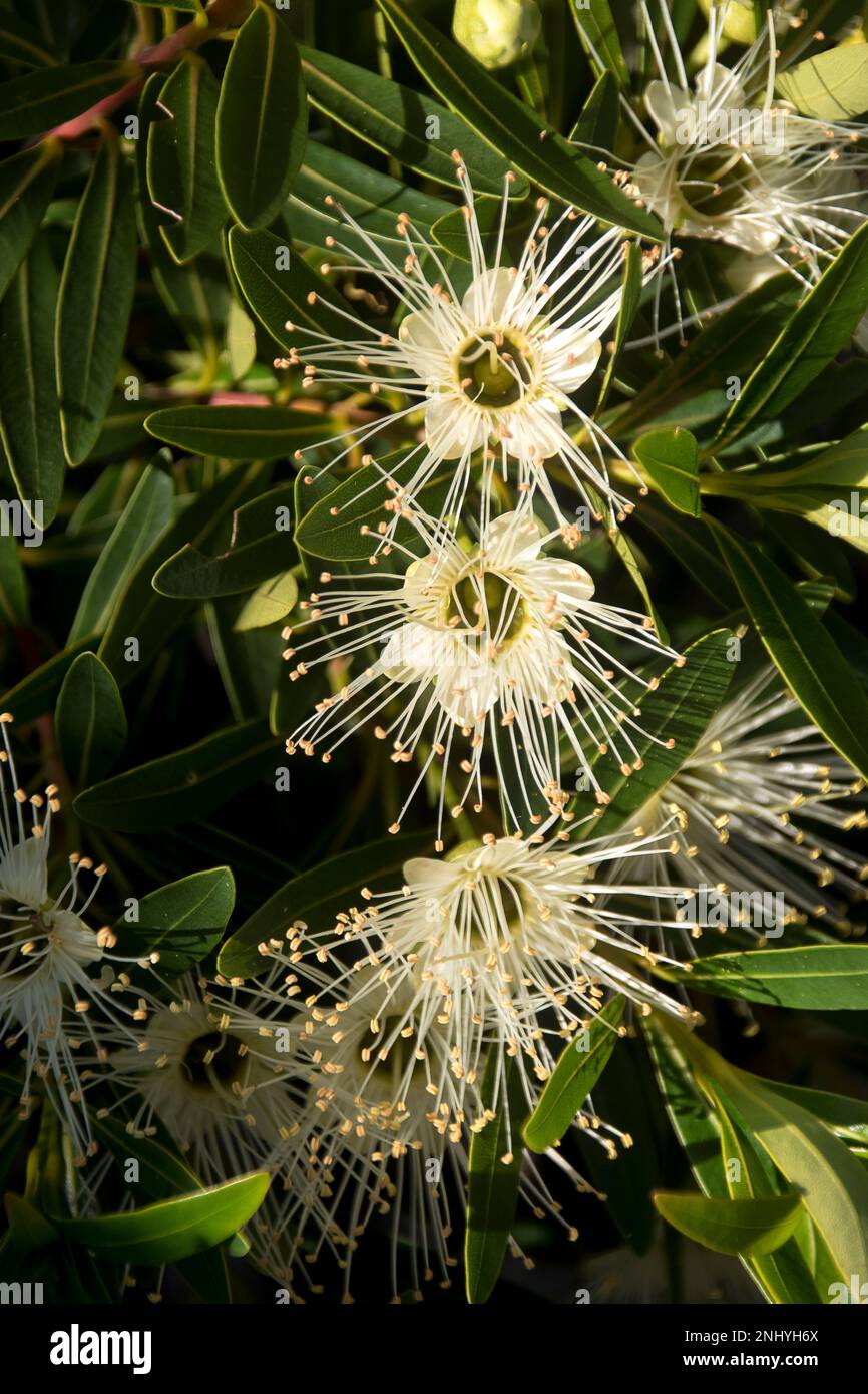 Three delicate White and yellow flowers of Bloomfield penda ...