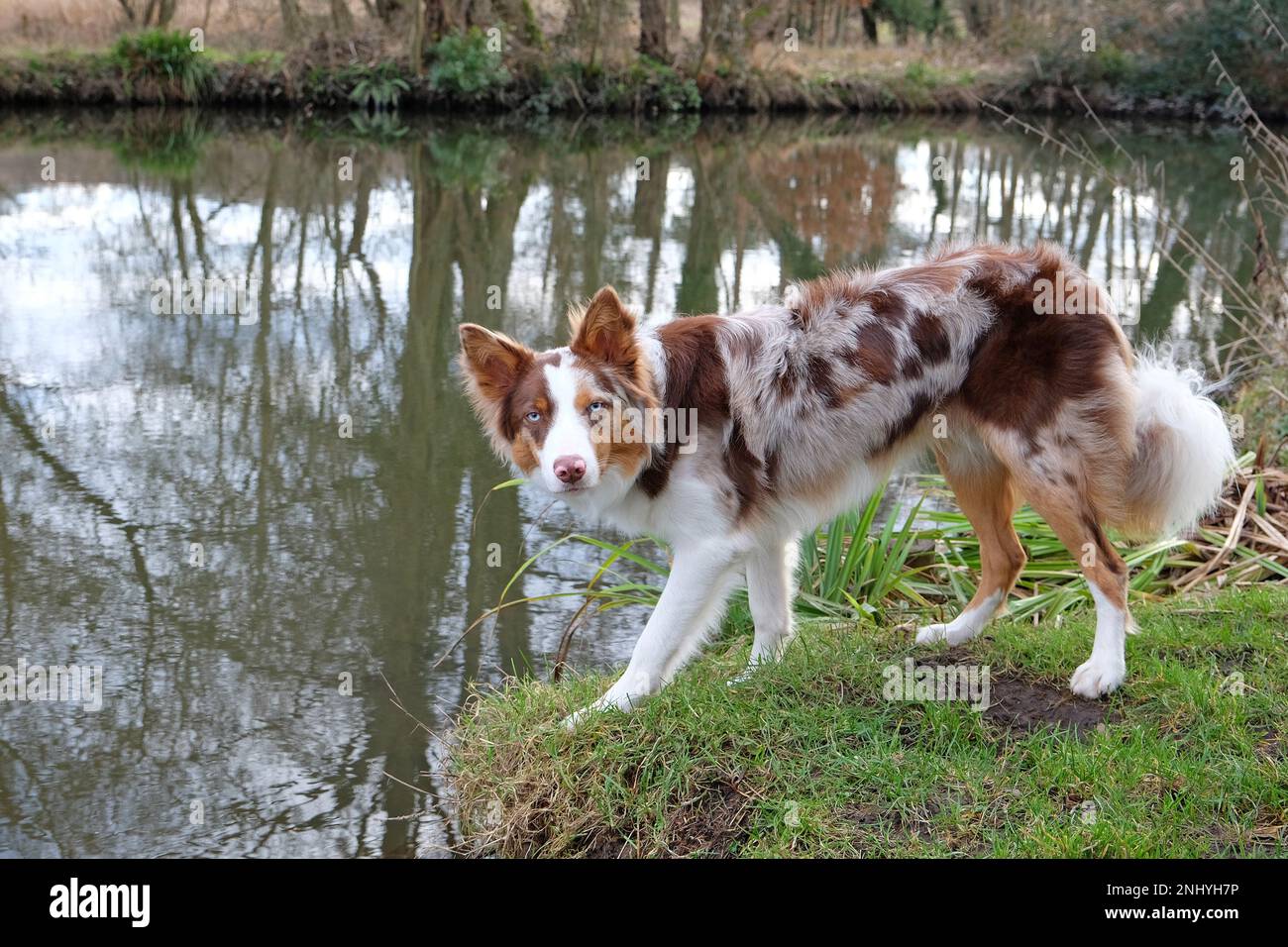 Lilac Merle Harlequin Border Collie