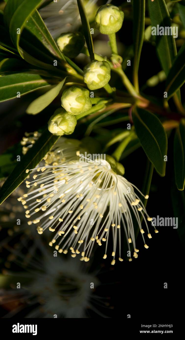 Single delicate White and yellow flowerand four buds of Bloomfield ...