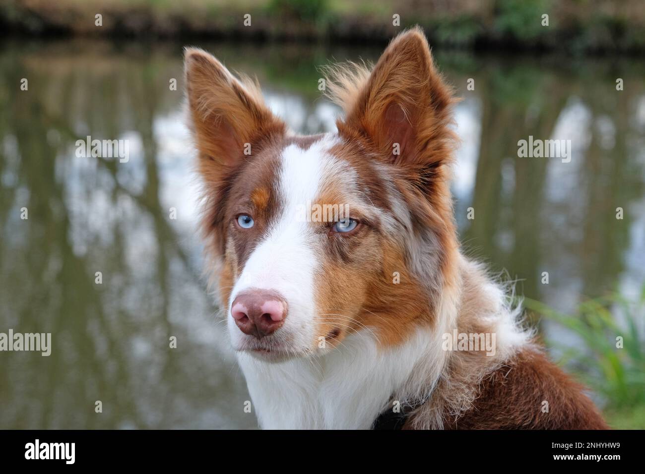 A tri coloured red merle border collie stood on a river bank, Surrey ...