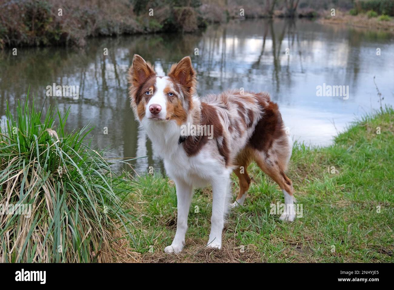 Lilac Merle Harlequin Border Collie