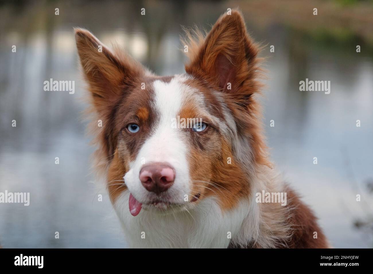 A tri coloured red merle border collie stood on a river bank, Surrey ...