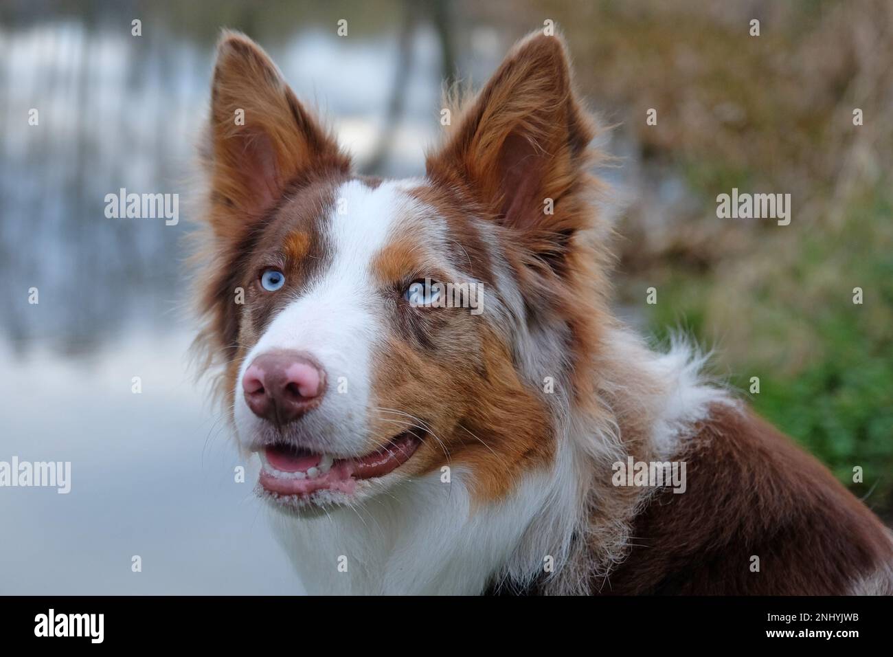 Red Merle Border Collie Blue Eyes