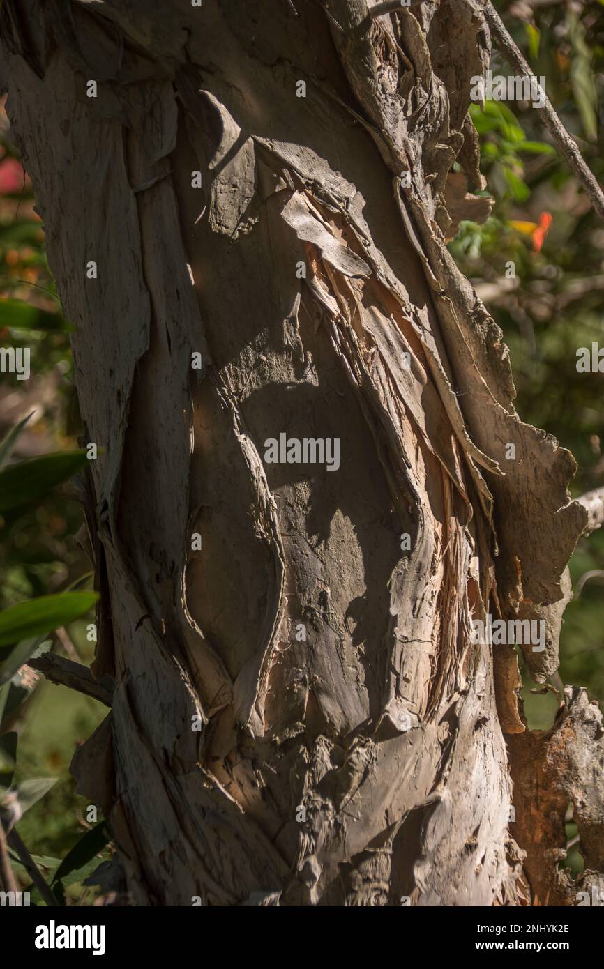 Close-up of soft, peeling bark of Australian paperbark tree, Melaleuca ...
