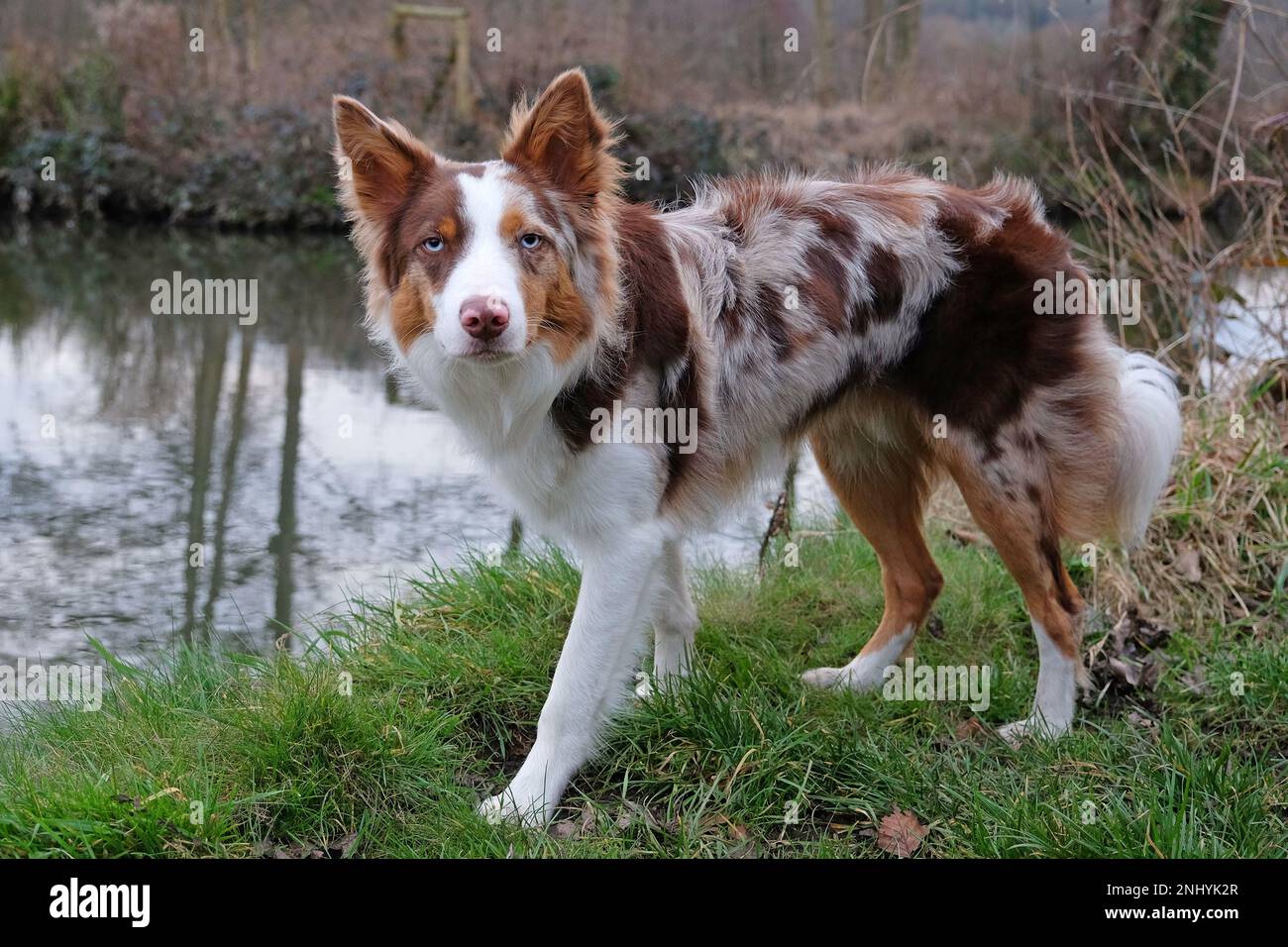 Australian Collie Uk
