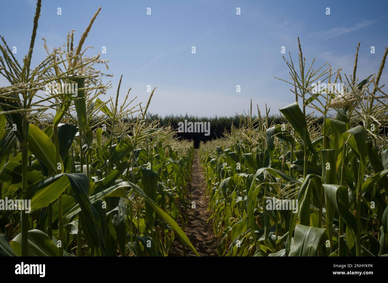 Farm peaceful life Stock Photo - Alamy