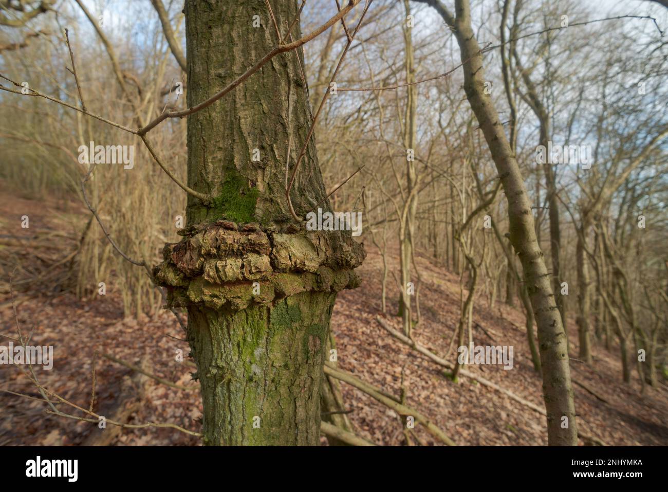 Scared Ash tree due to metal wire fence ringing it and bark slowly ...