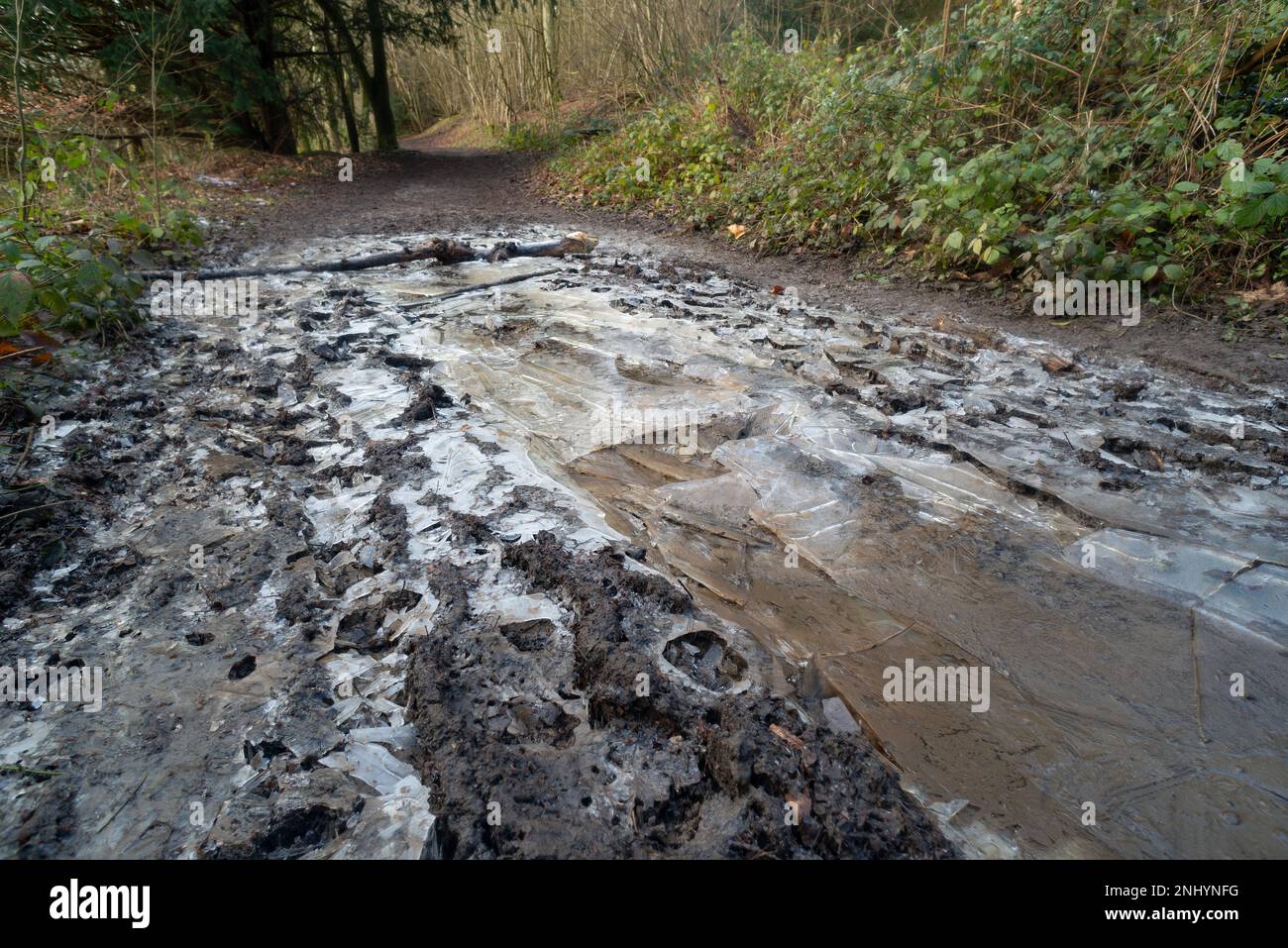 A frozen muddy puddle on a footpath with branches and trip hazards ...