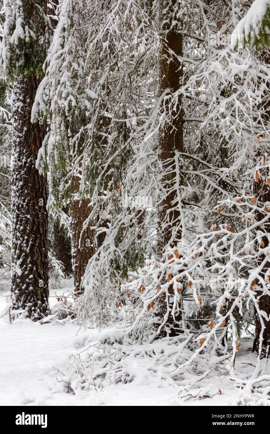 Winter in Warmia and Mazury, primeval forest, Poland Stock Photo - Alamy