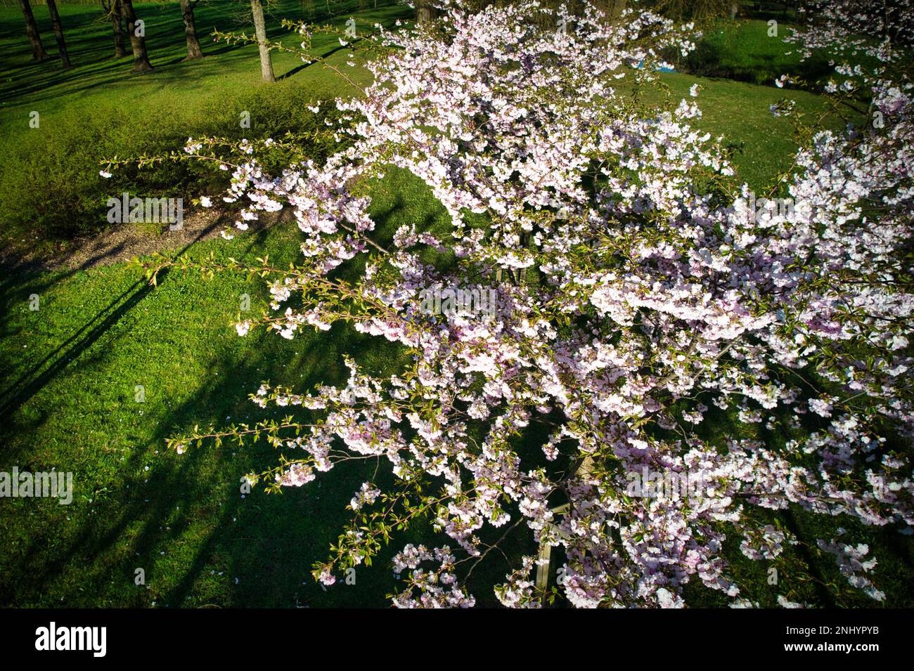 Aerial view of beautiful cherry blossoms in park. Drone photo of sakura ...