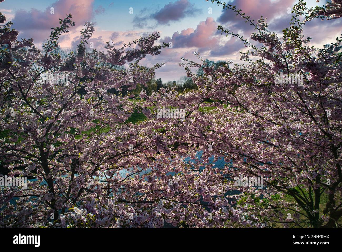 Aerial view of beautiful cherry blossoms in park. Drone photo of sakura ...