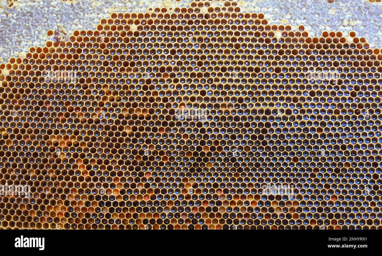 Bee pollen, also known as bee bread and ambrosia. Bee bread: the bee ...