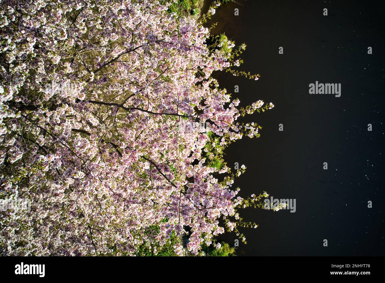 Aerial view of beautiful cherry blossoms in park. Drone photo of sakura ...