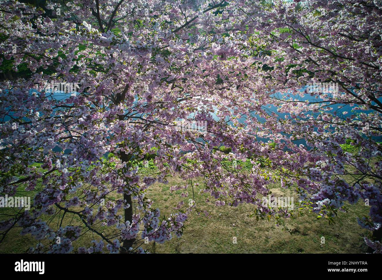 Aerial view of beautiful cherry blossoms in park. Drone photo of sakura ...