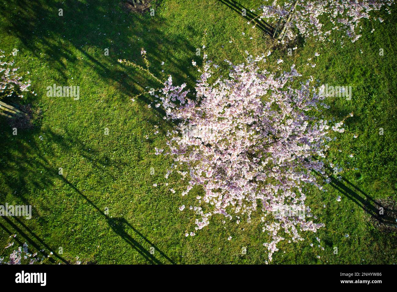 Aerial view of beautiful cherry blossoms in park. Drone photo of sakura ...