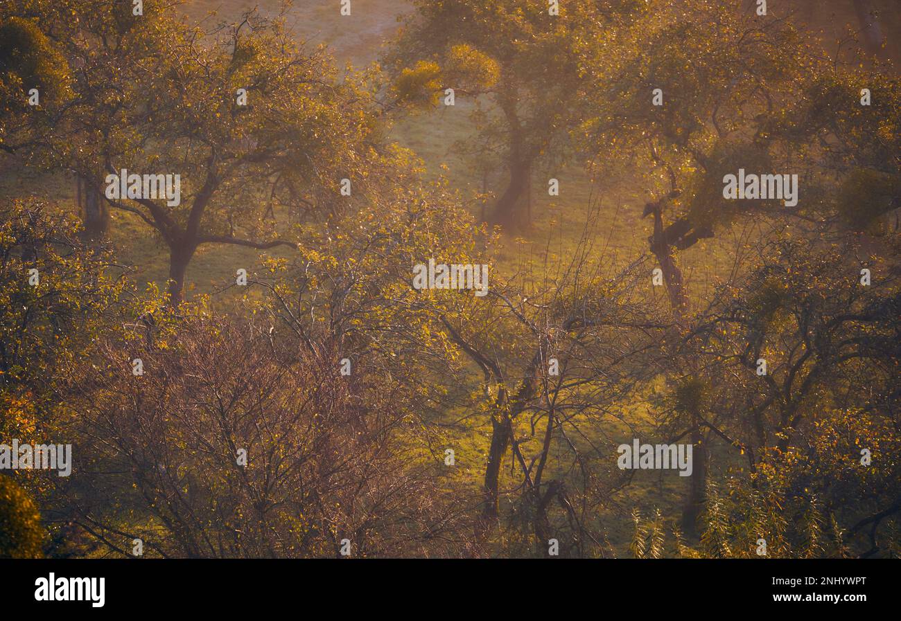 The apple orchards of Avalon, Glastonbury, England Stock Photo - Alamy