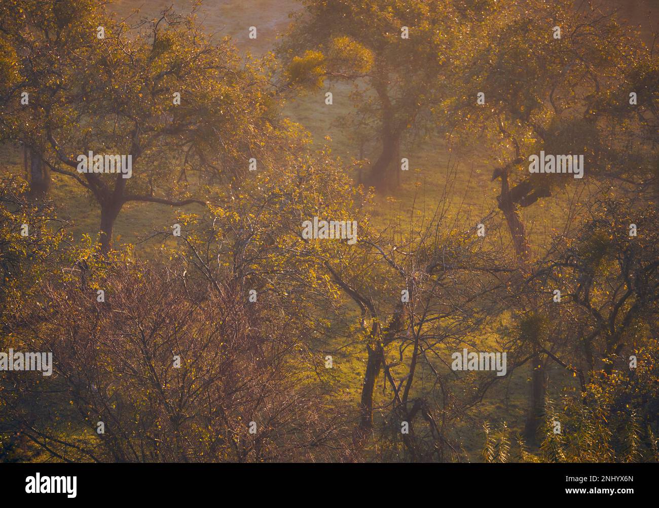 The apple orchards of Avalon, Glastonbury, England Stock Photo - Alamy