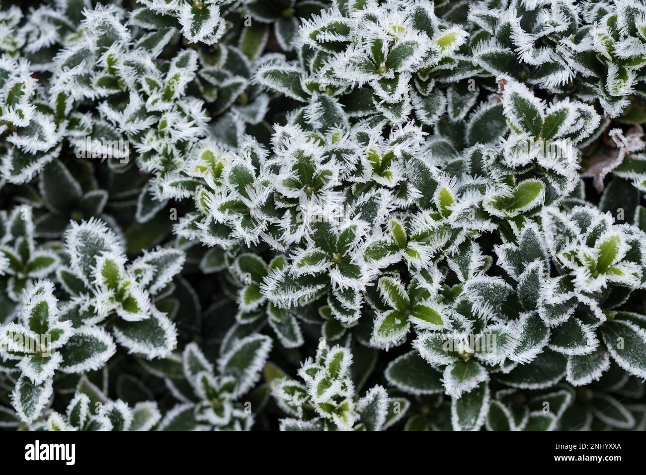 White jagged crystalline deposits of frozen water vapour formed in ...
