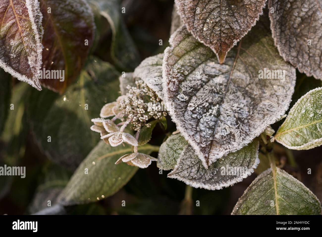 Hydrangea macrophylla foliage damaged hi-res stock photography and ...