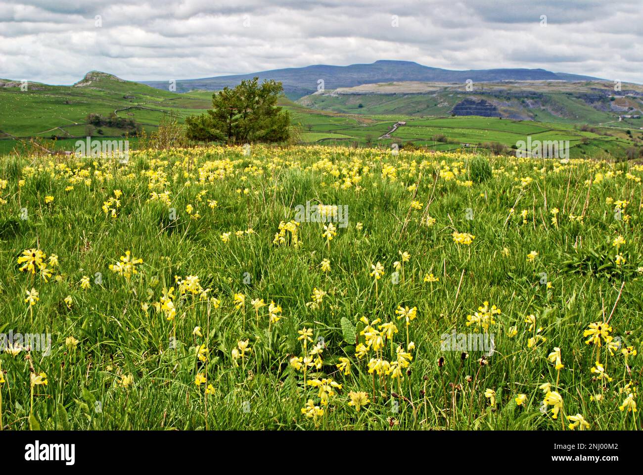 Delightful massed cowslips abound in this area within theYorkshire ...