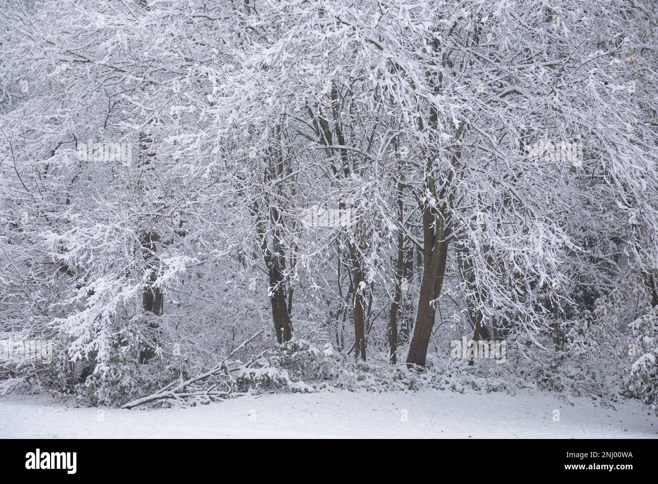 Severe wind blown snow blown onto trees coating exposed surface to ...