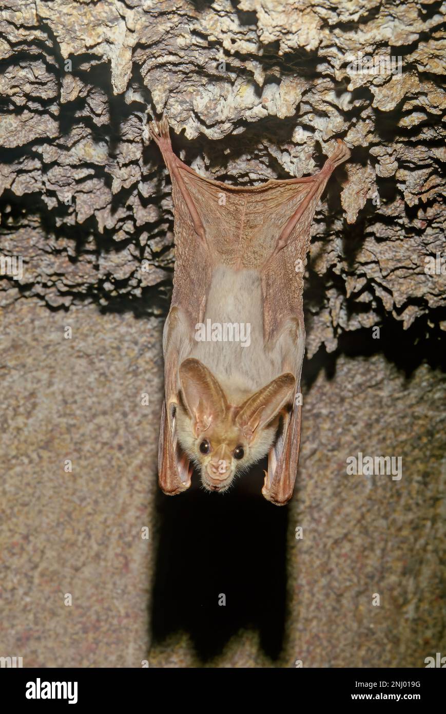 Australian Ghost Bat