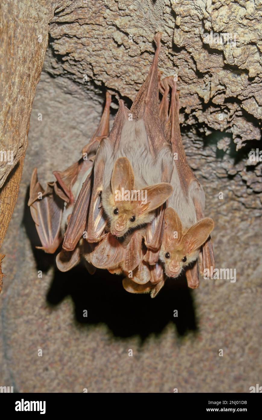 Ghost bat hi-res stock photography and images - Alamy