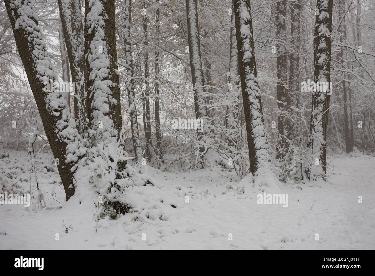 Severe wind blown snow blown onto trees coating exposed surface to ...