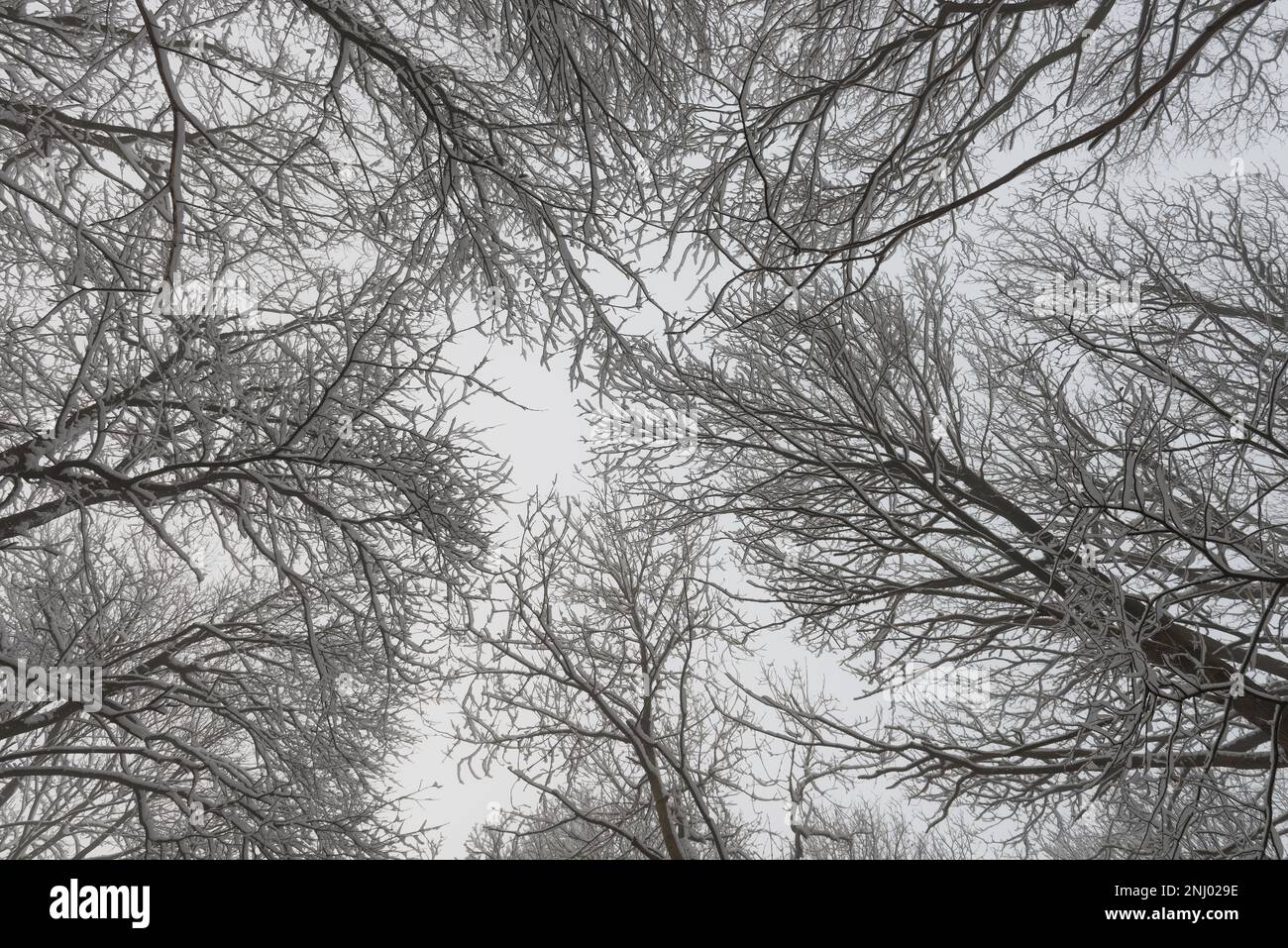 Severe wind blown snow blown onto ash Fraxinus excelsior and beech ...