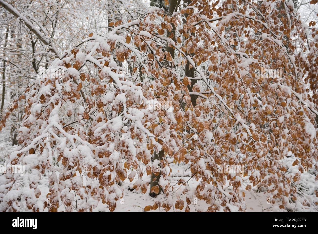 Severe wind blown snow blown onto trees coating exposed surface to ...