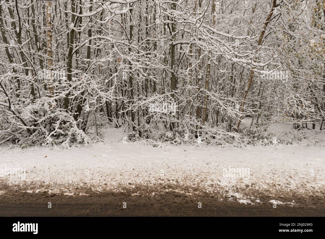 Severe wind blown snow blown onto trees coating exposed surface to ...