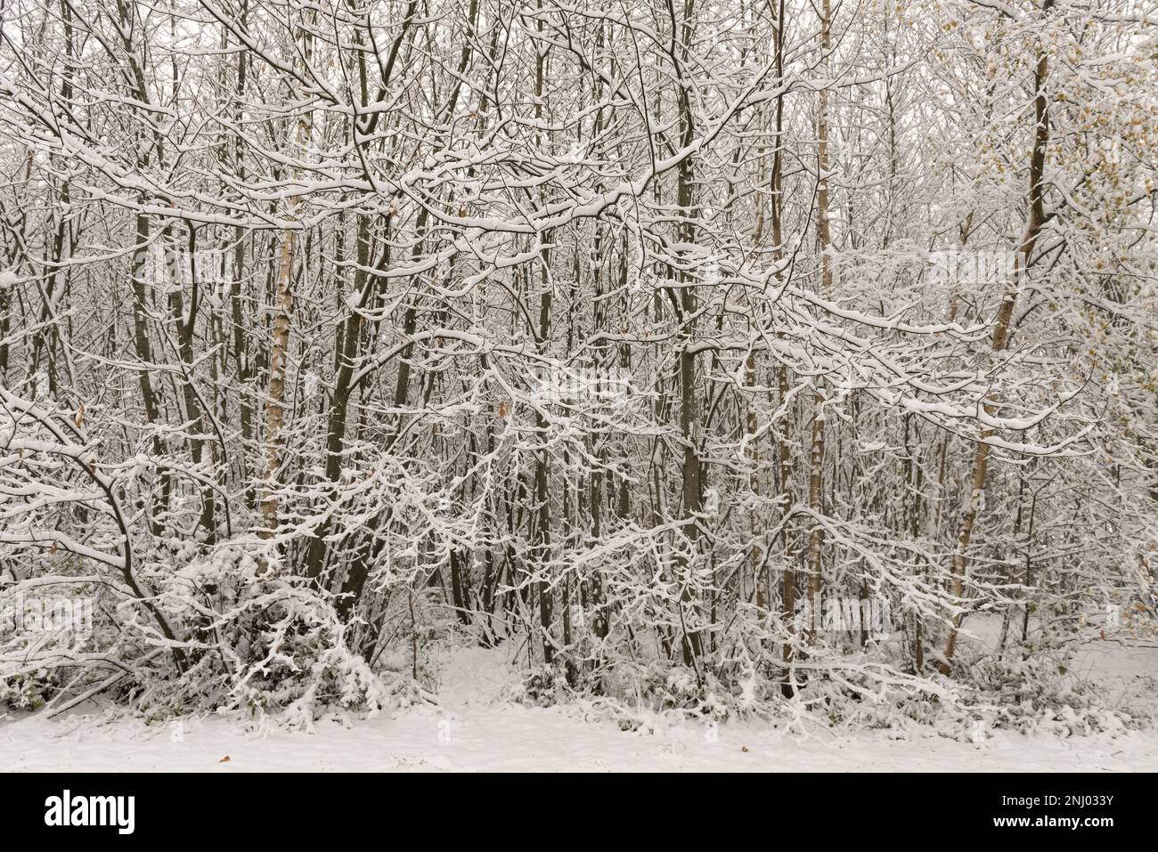 Severe wind blown snow blown onto trees coating exposed surface to ...
