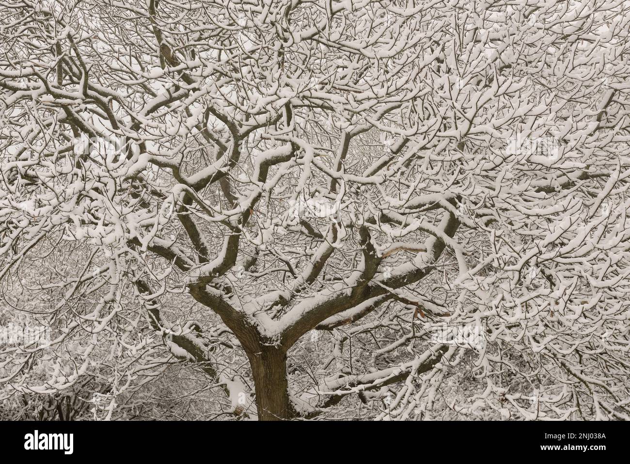 Severe wind blown snow blown onto trees coating exposed surface to ...