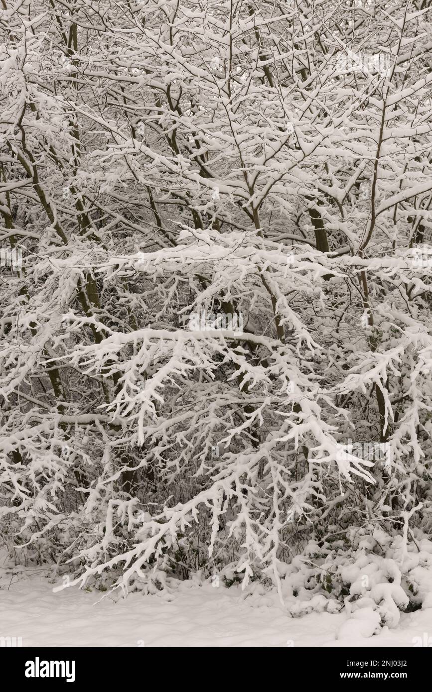 Severe wind blown snow blown onto trees coating exposed surface to ...