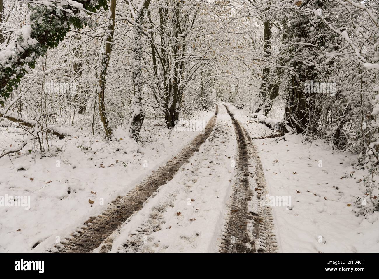Off the beaten track, four wheel vehicle tracks on bridle path in deep ...