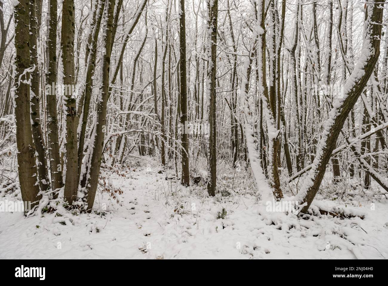 Severe wind blown snow blown onto trees coating exposed surface to ...