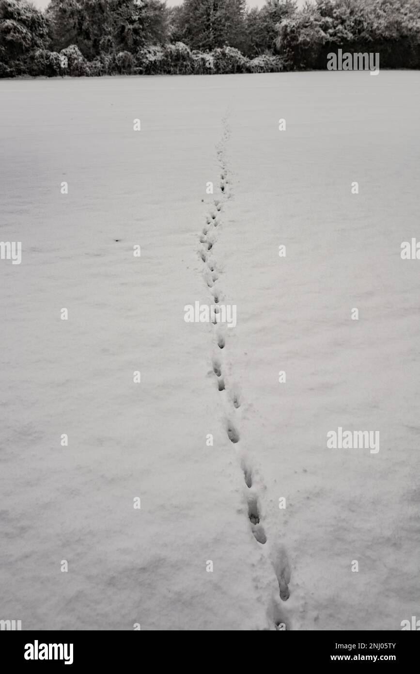 Fox trail as a straight line unlike dog footprints in the snow across a ...