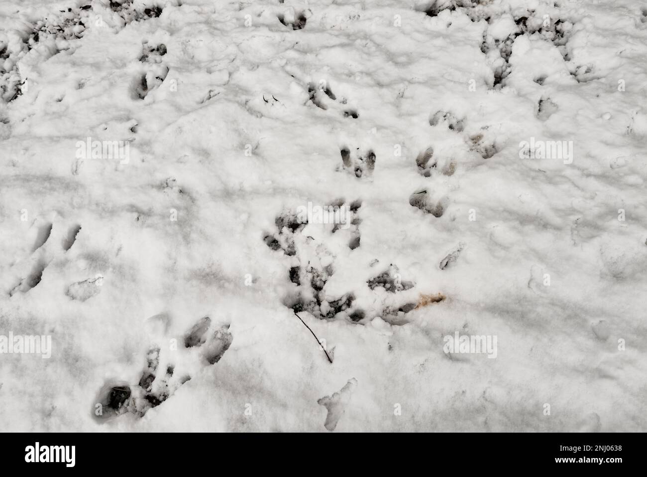 Wild rabbit footprints in the snow along with impressions near burrow ...