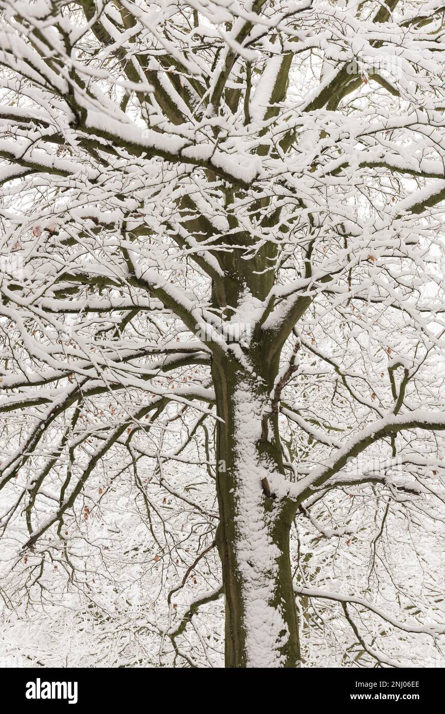 Severe wind blown snow blown onto trees coating exposed surface to ...