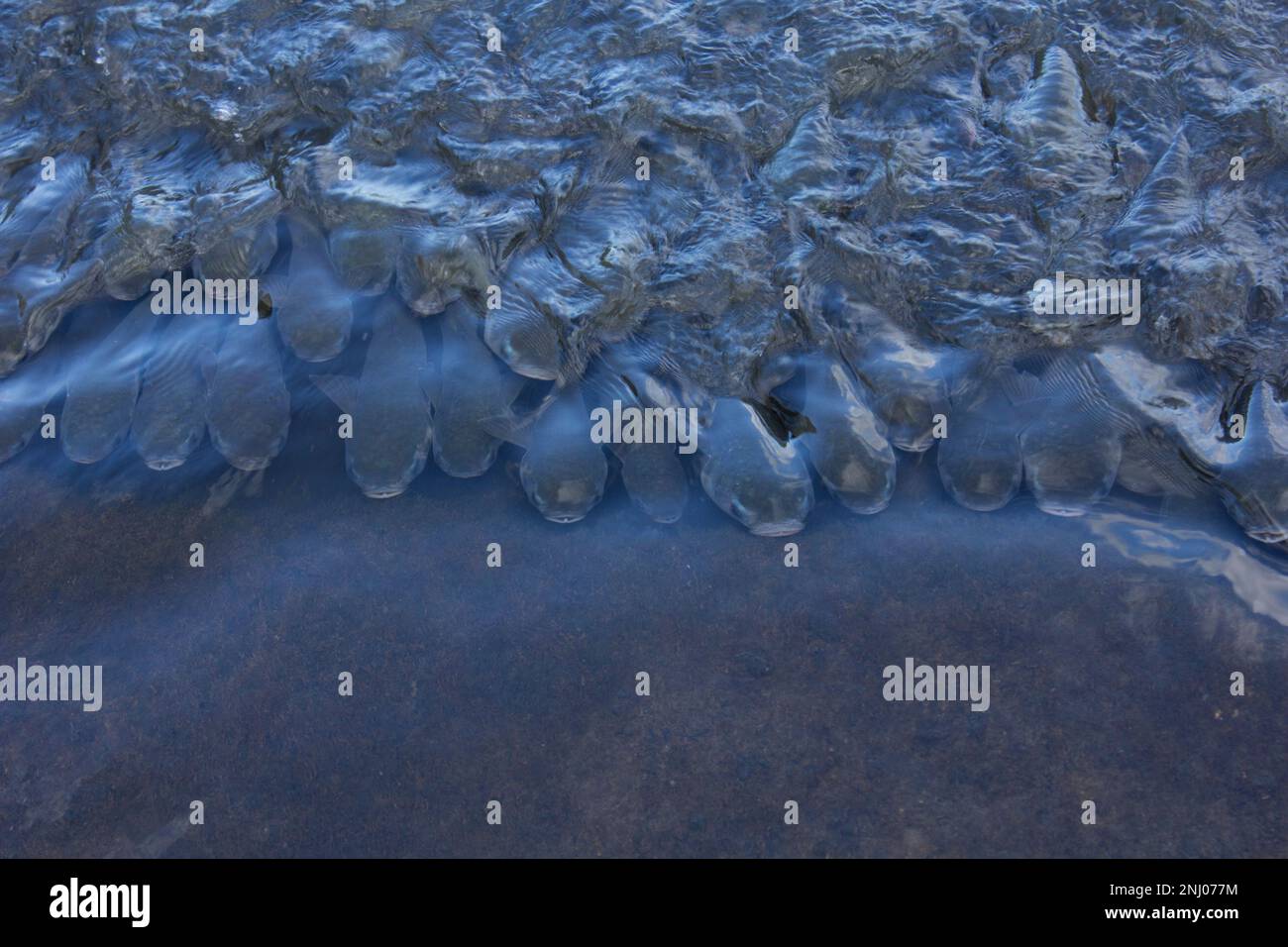 Mullet fish queensland hi-res stock photography and images - Alamy