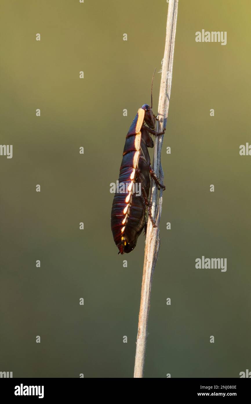Australian native cockroach hi-res stock photography and images - Alamy