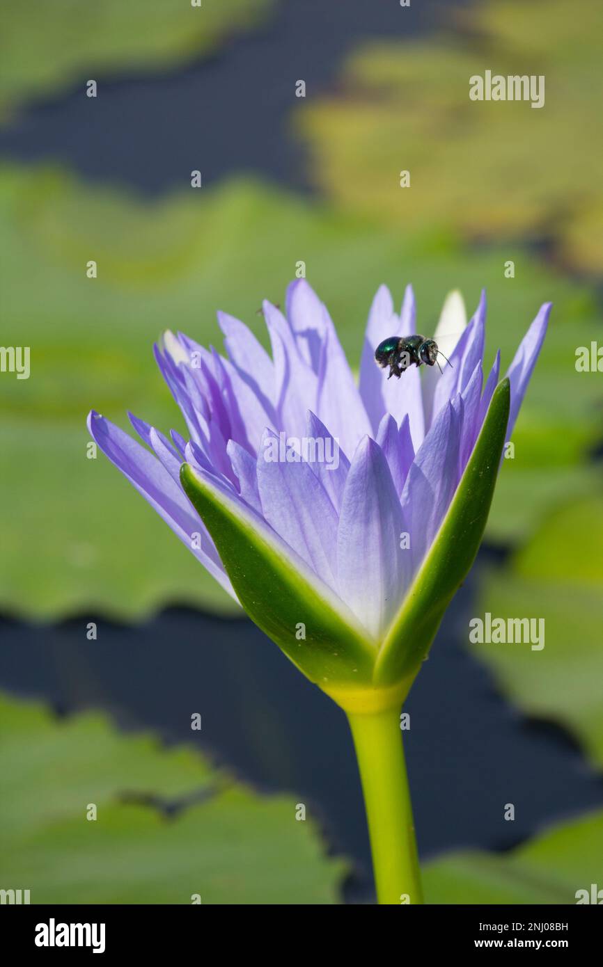 Peacock carpenter bee hi-res stock photography and images - Alamy
