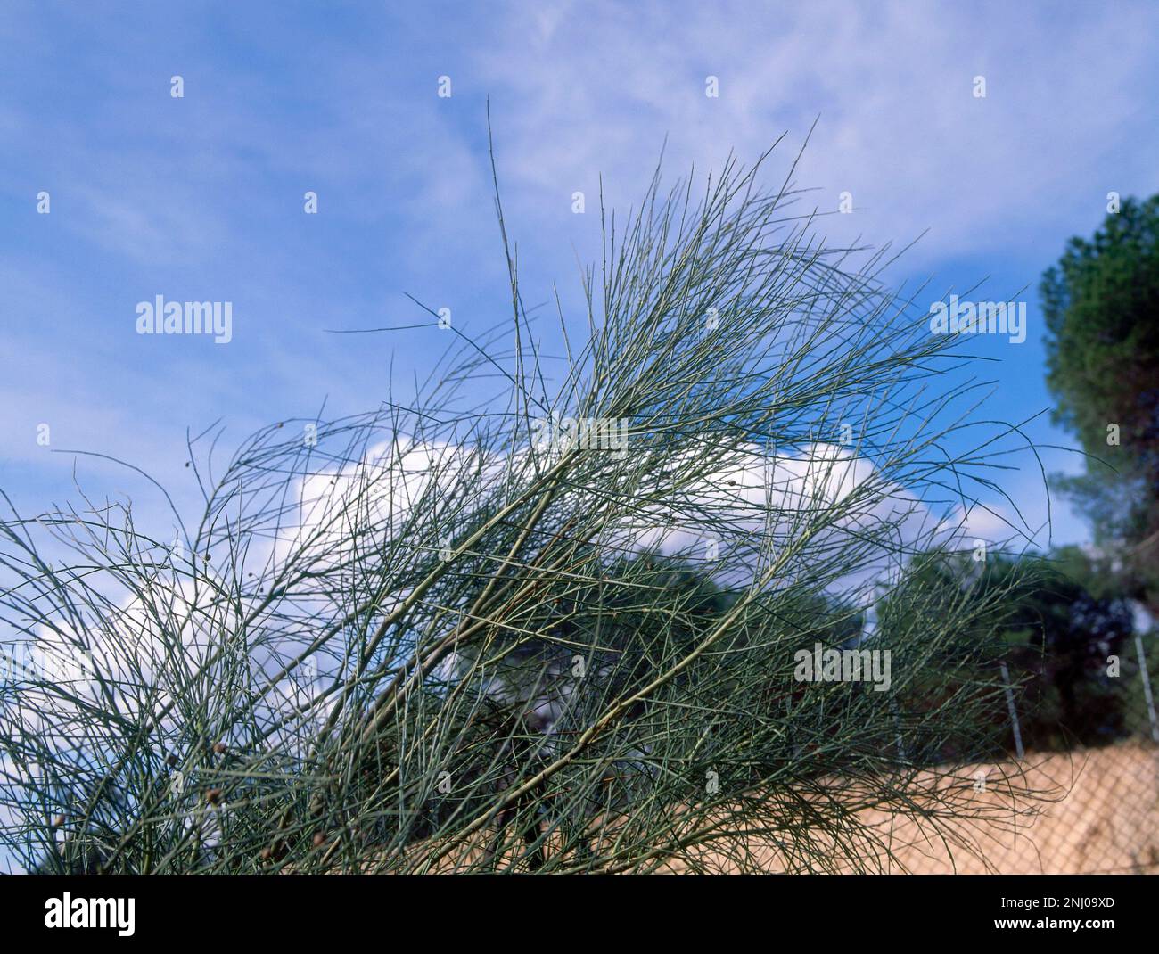 Retama blanca hi-res stock photography and images - Alamy