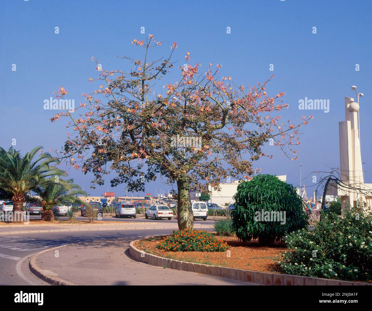 CHORISIA CONOCIDO COMO PALO BORRACHO O ARBOL BOTELLA CON SU ...