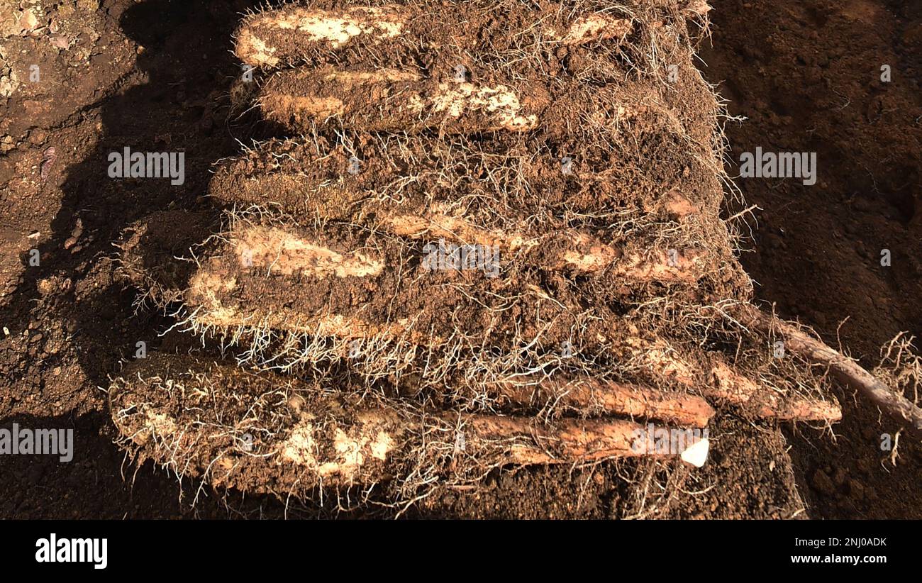 Chinese yam (Dioscorea polystachya / cinnamon-vine / Chinese potato ...