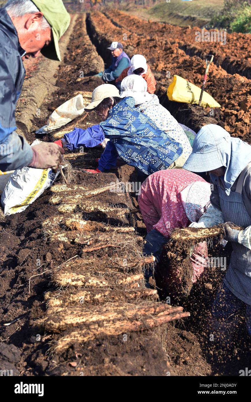 Chinese yam (Dioscorea polystachya / cinnamon-vine / Chinese potato ...