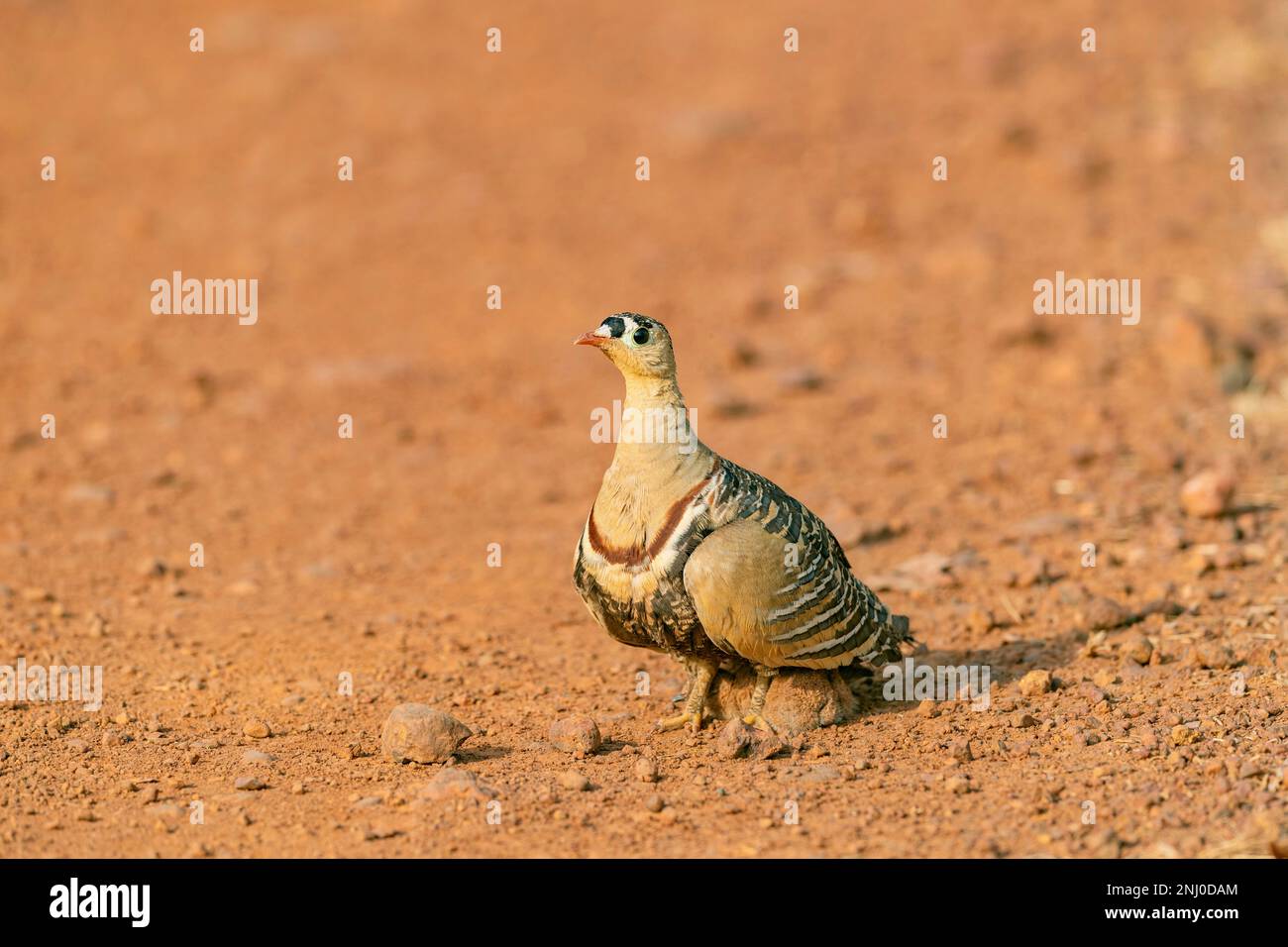 Pench National Park, Madhya Pradesh, India, Chestnut-bellied Sandgrouse ...