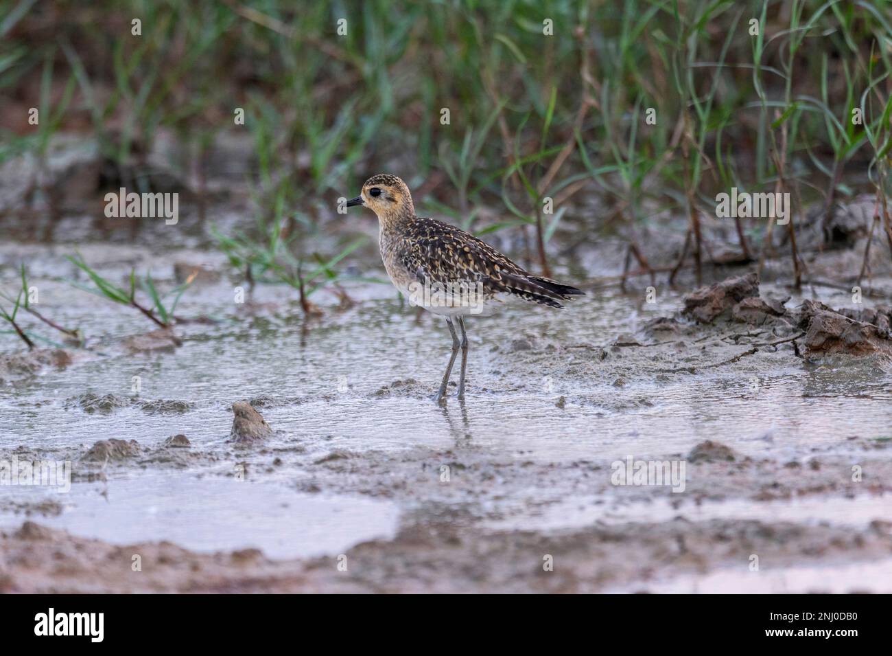 Endangered plover australia hi-res stock photography and images - Alamy