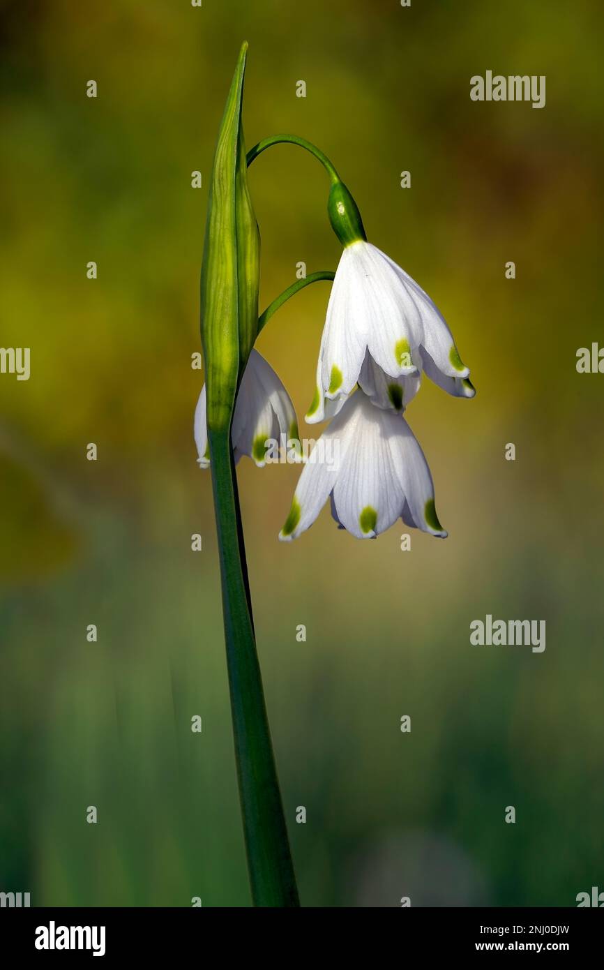 Snow drop flower Stock Photo - Alamy
